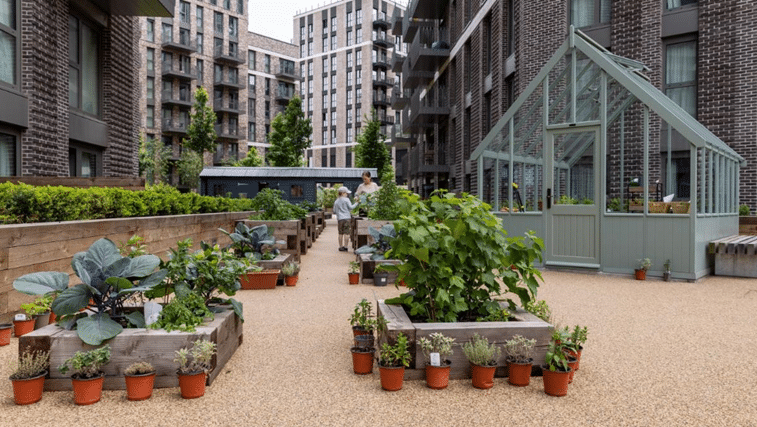 Quintain Living’s allotments support residents’ mental and physical ...